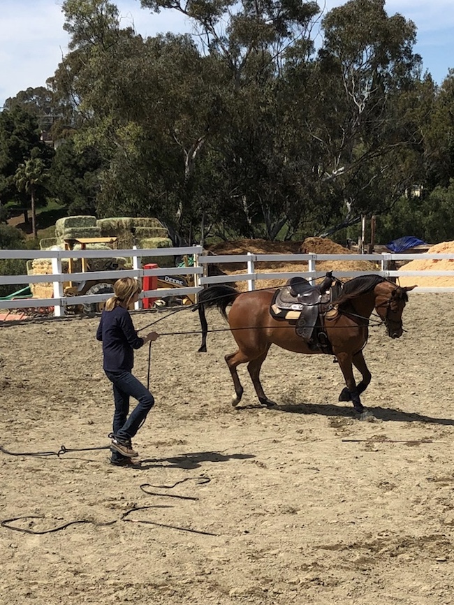 SERVICES – Palos Verdes Riding Academy